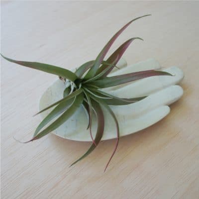 Hand Dish - Venture Imports